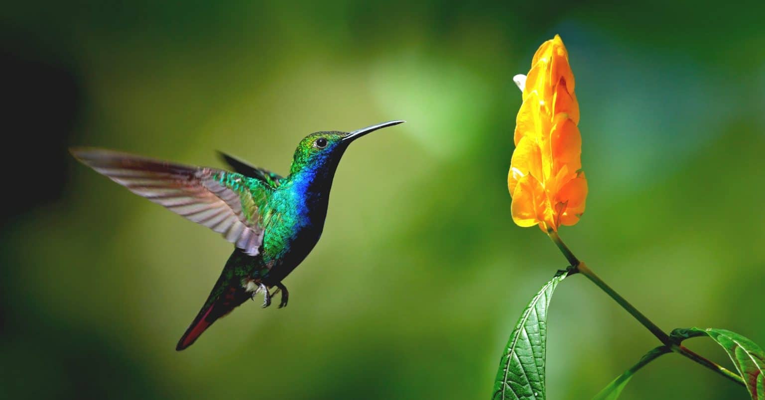 10 Weird Chess Openings with Animal Names - Chess For Sharks